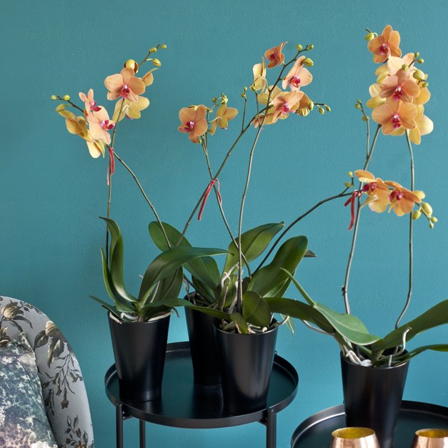 All About Orchids and Houseplants: FAQ...Γιατί μαραίνονται οι ορχιδέες μας.