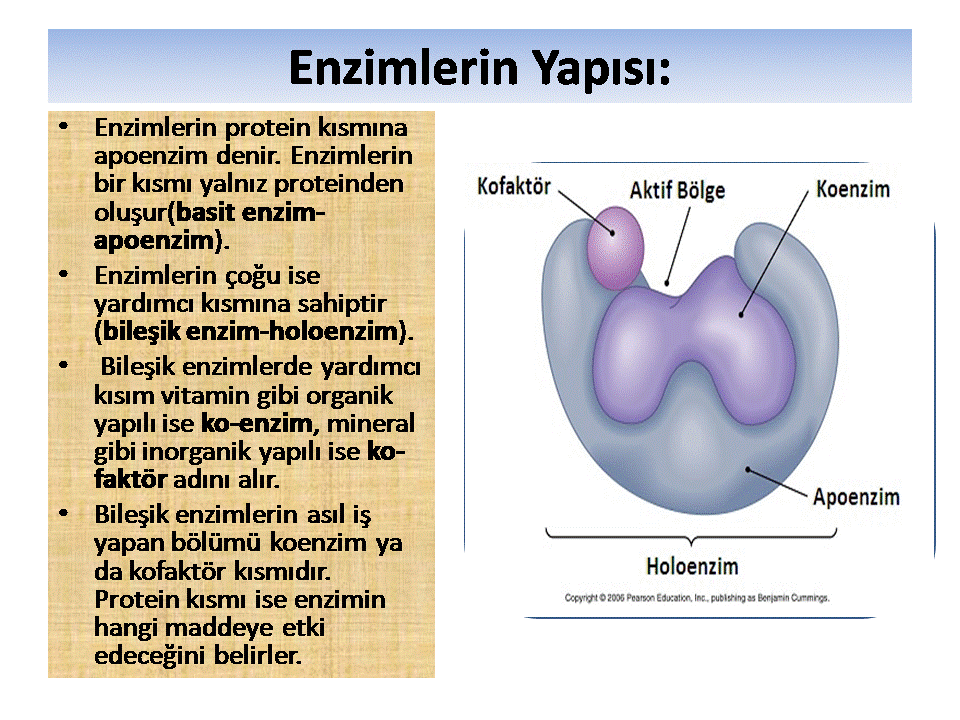 Tarım Siteniz: Enzim Nedir? Bitki ve İnsanlarda enzim.