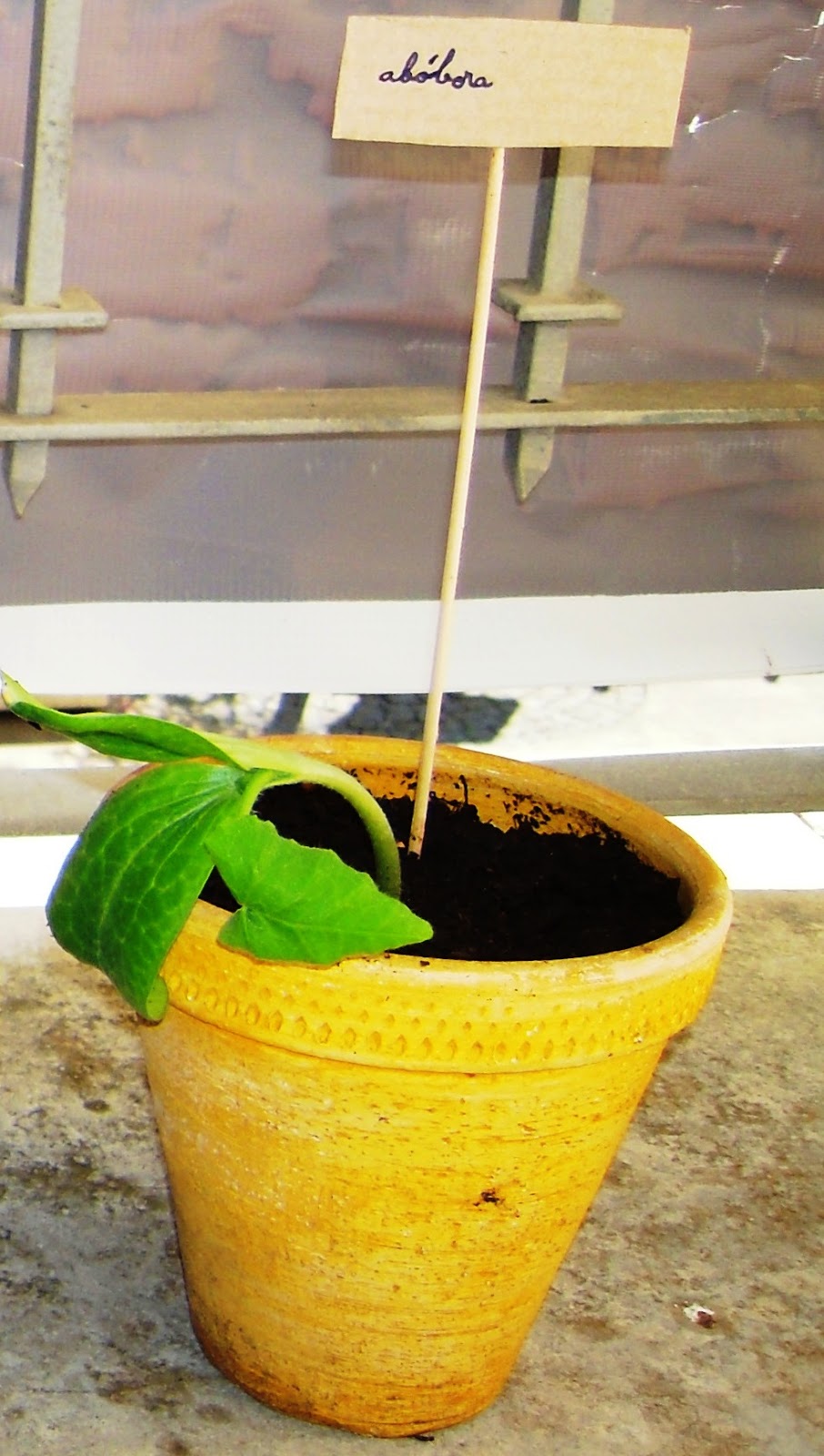 Semer la vie / Semear a vida: A abóbora