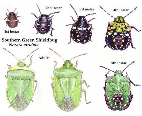 The Urban Veg Patch: My bio-diverse garden: Southern Shield Bugs