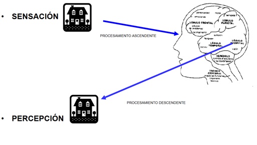 Introducción a la psicología
