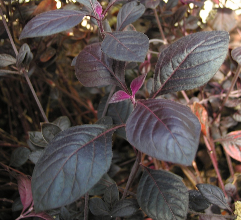 Manfaat dan Khasiat Tanaman Sambang Colok (Aerva Sanguinolenta L Bl ...