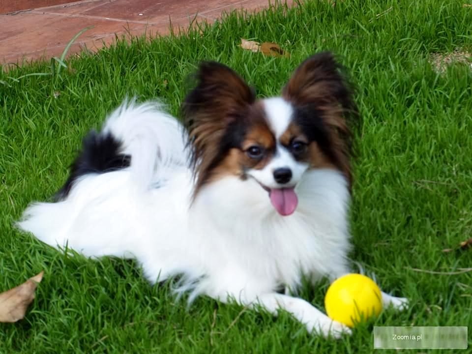 SŁODKIE CZWORONOGI: BARDZO MAŁE RASY PSÓW AD.3