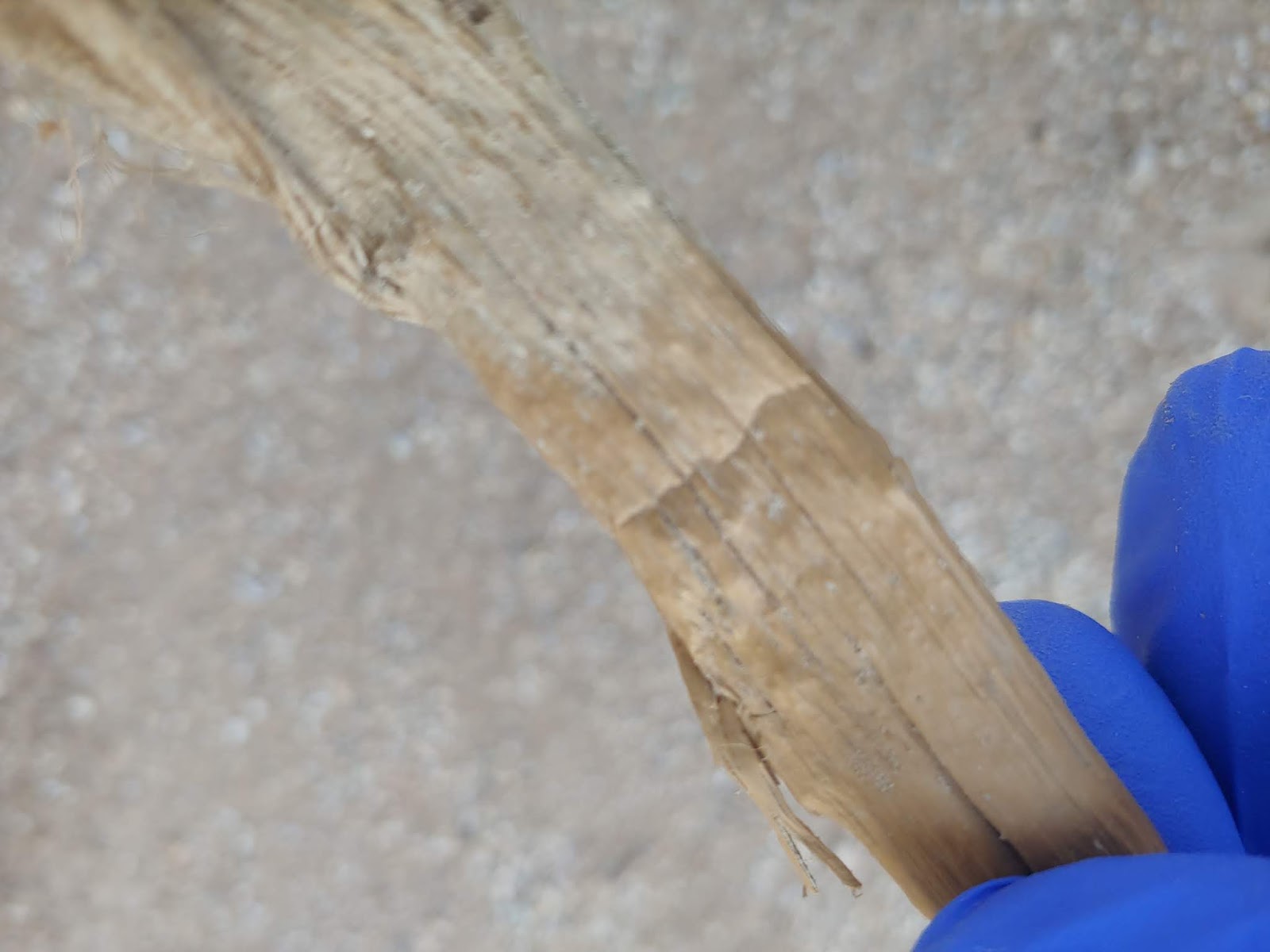 Lovelock Cave Series: Inconsistencies Found in Smithsonian's "Narrative"