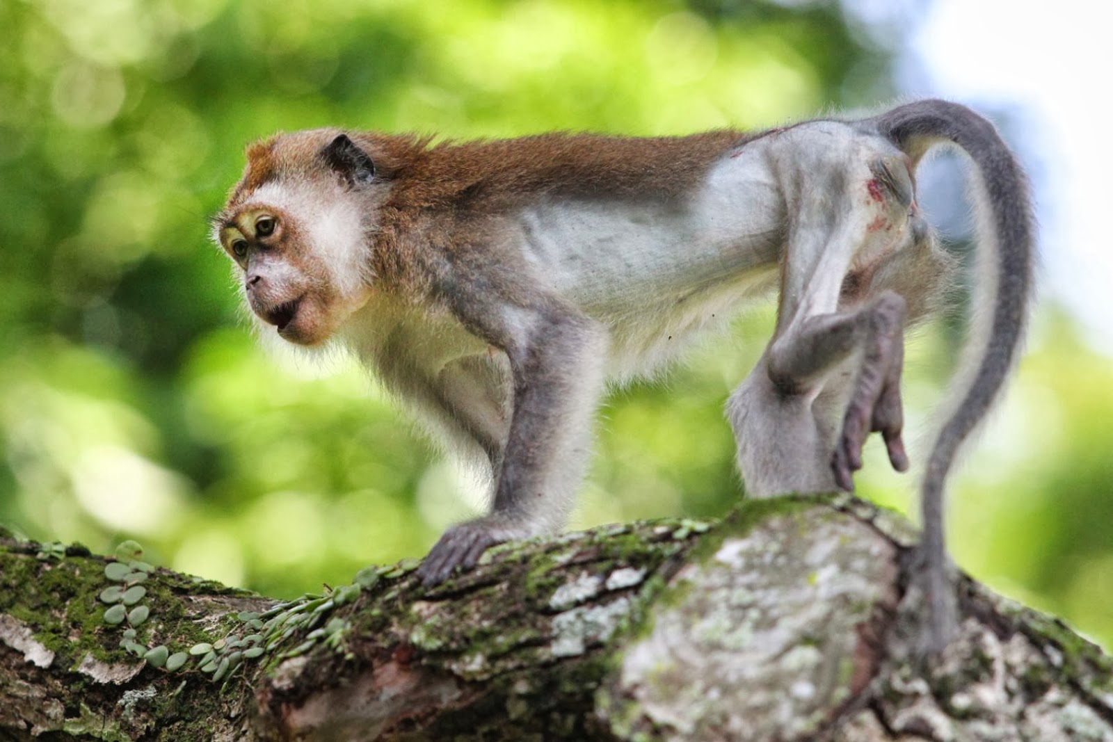 wildsingapore news: Rescued macaque nursed back to health and released ...