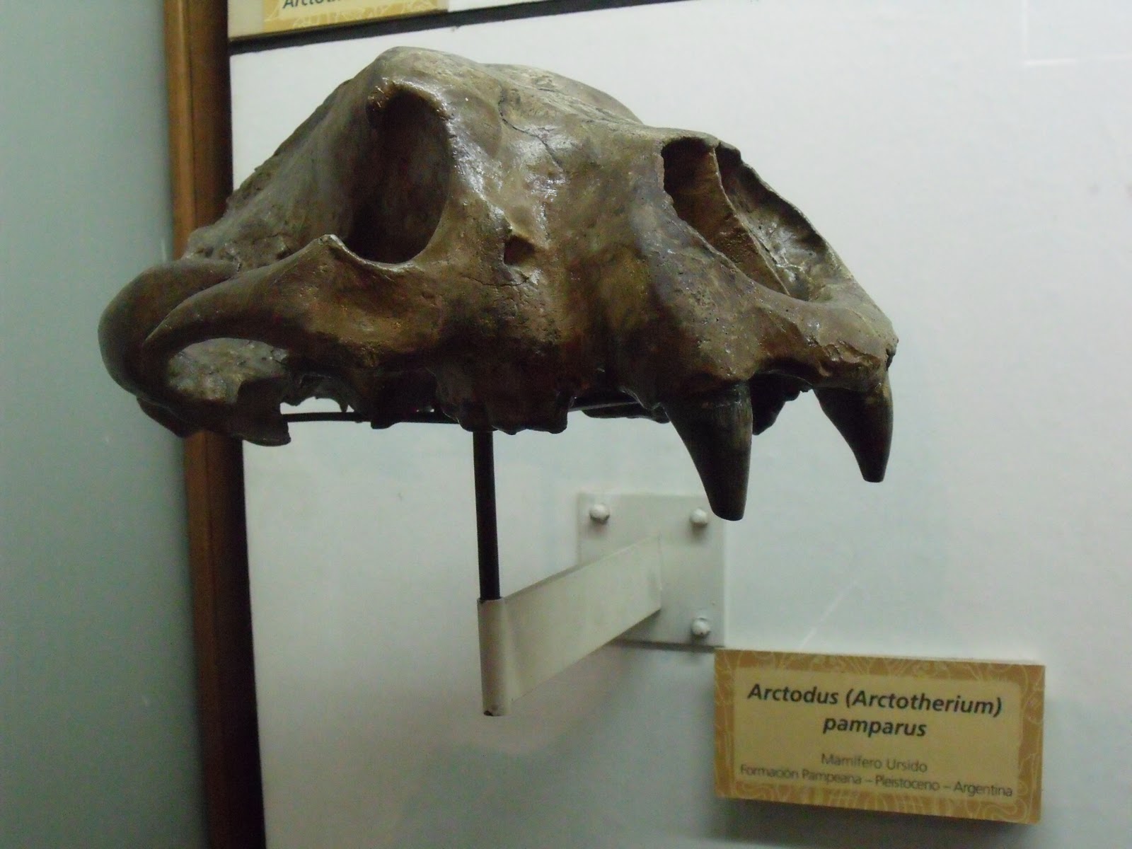 MUNDO PREHISTORICO: FOSILES