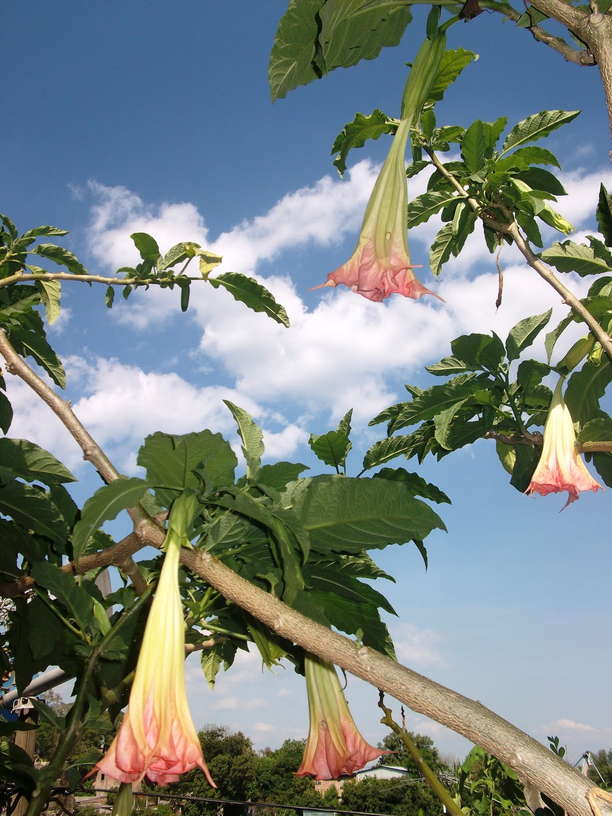 Ave Injusta: FLORIFUNDIA (Brugmansia arbórea)