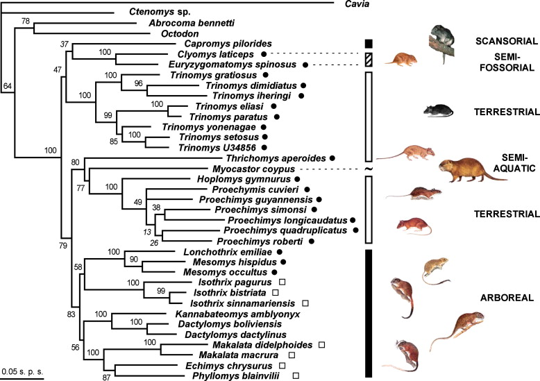 Species New to Science: [Mammalogy • 2005] Ecomorphological ...