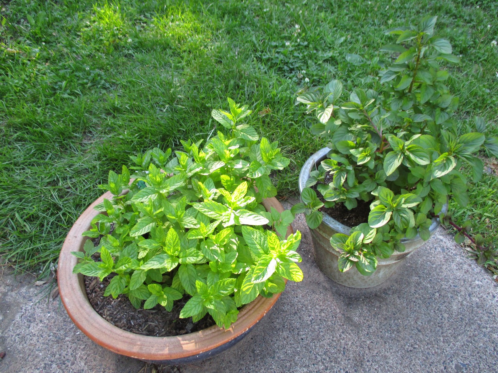 Nelson Family of 7: Peppermint Tea- A Yummy Summer Drink with Health ...