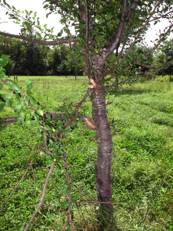 The Joyce Road Neighborhood: Bear Damage