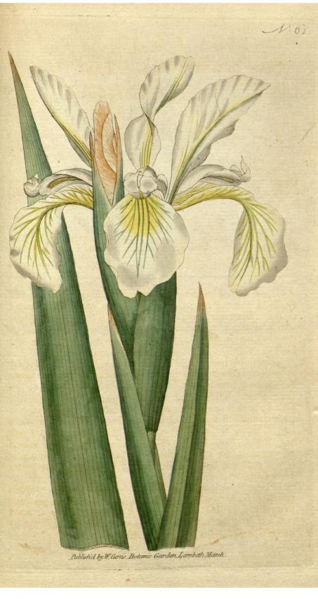 Botanical Art Study: Curtis's botanical magazine