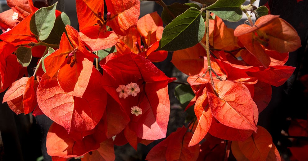 Photomecánico: Flores de calor, para el otoño de frío