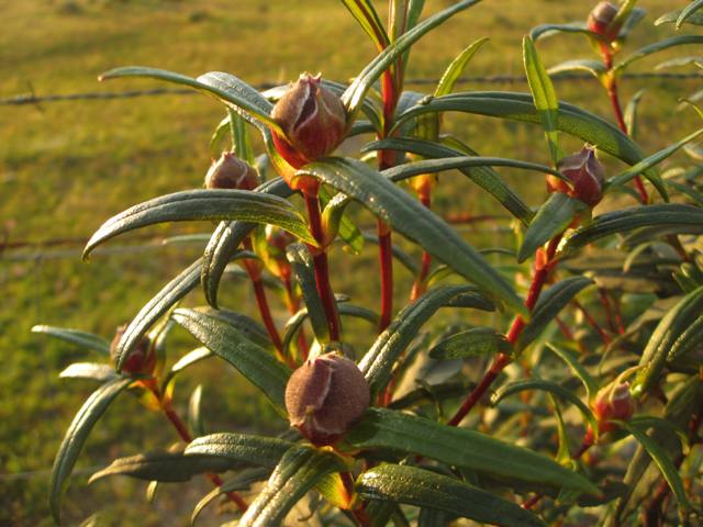 estado de Barrancos: Flora de Barrancos - a flor de esteva