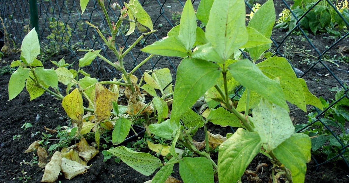 Absolut ehrlich!*****: Gartenexot 2020 - 5. Update