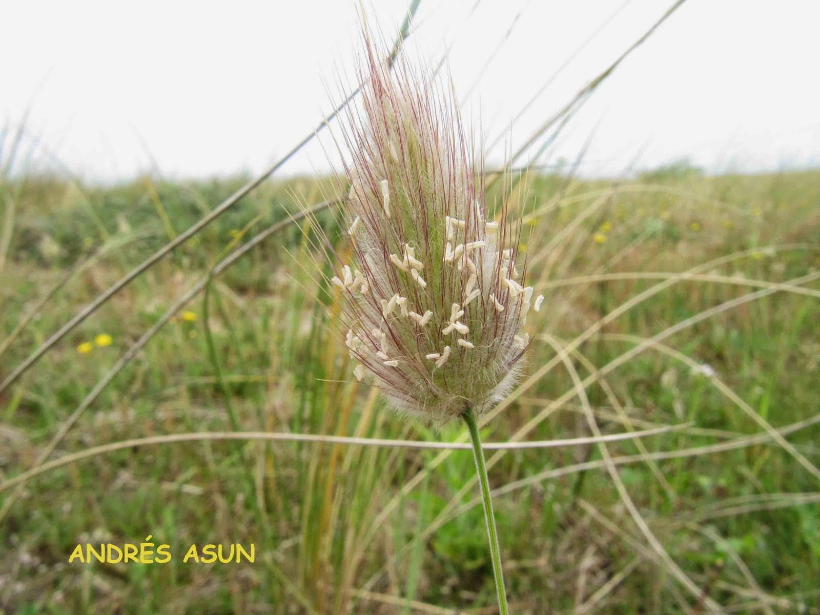 Flores silvestres de la Cordillera Cantábrica: GRAMINEAS - Gramineae