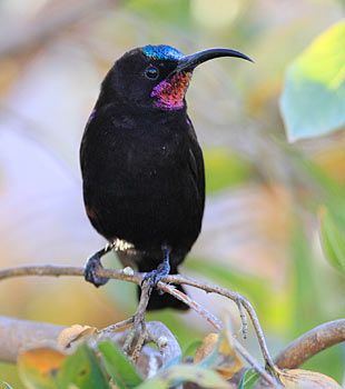 Amethyst Sunbird Facts Information And Pictures | All Wildlife Photographs