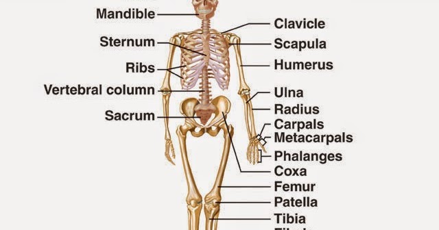 medical freak: LOCOMOTOR SYSTEM