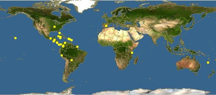 Mamey (Mammea americana L.)