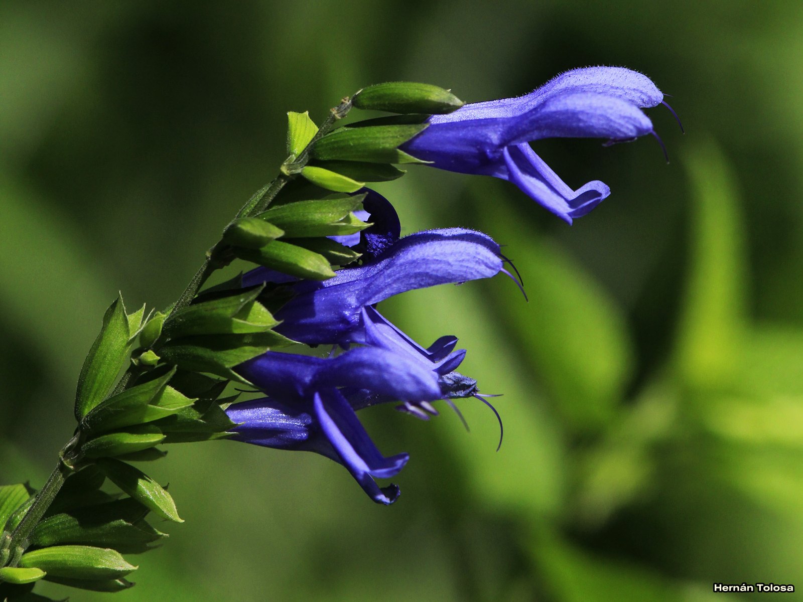 Flora Bonaerense: Salvia azul (Salvia guaranitica)