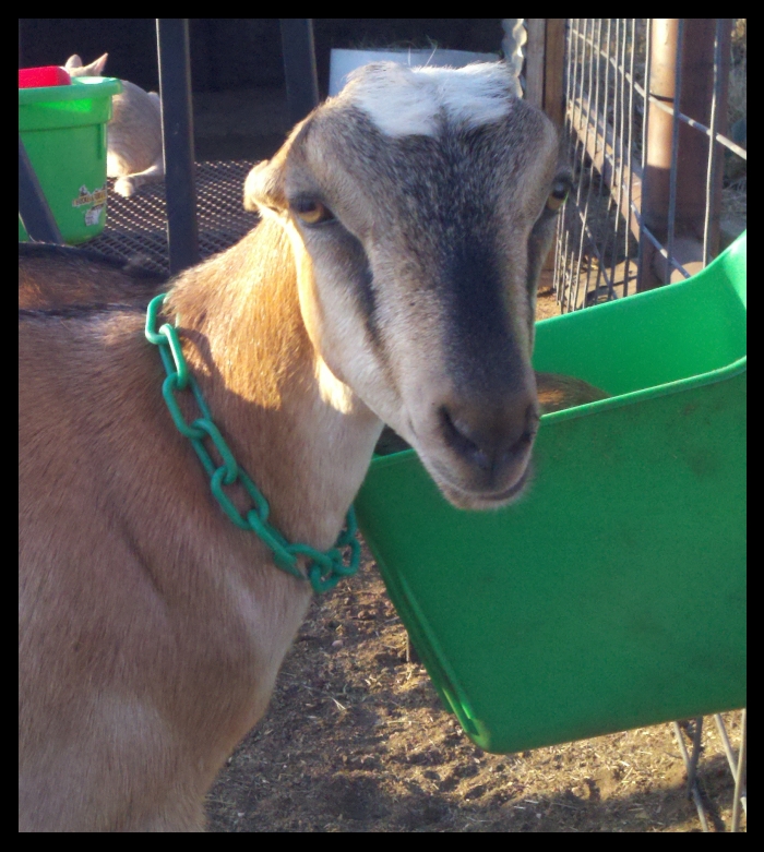 The Adventures of Noodleville: The Newest Earless Wonders of Noodleville