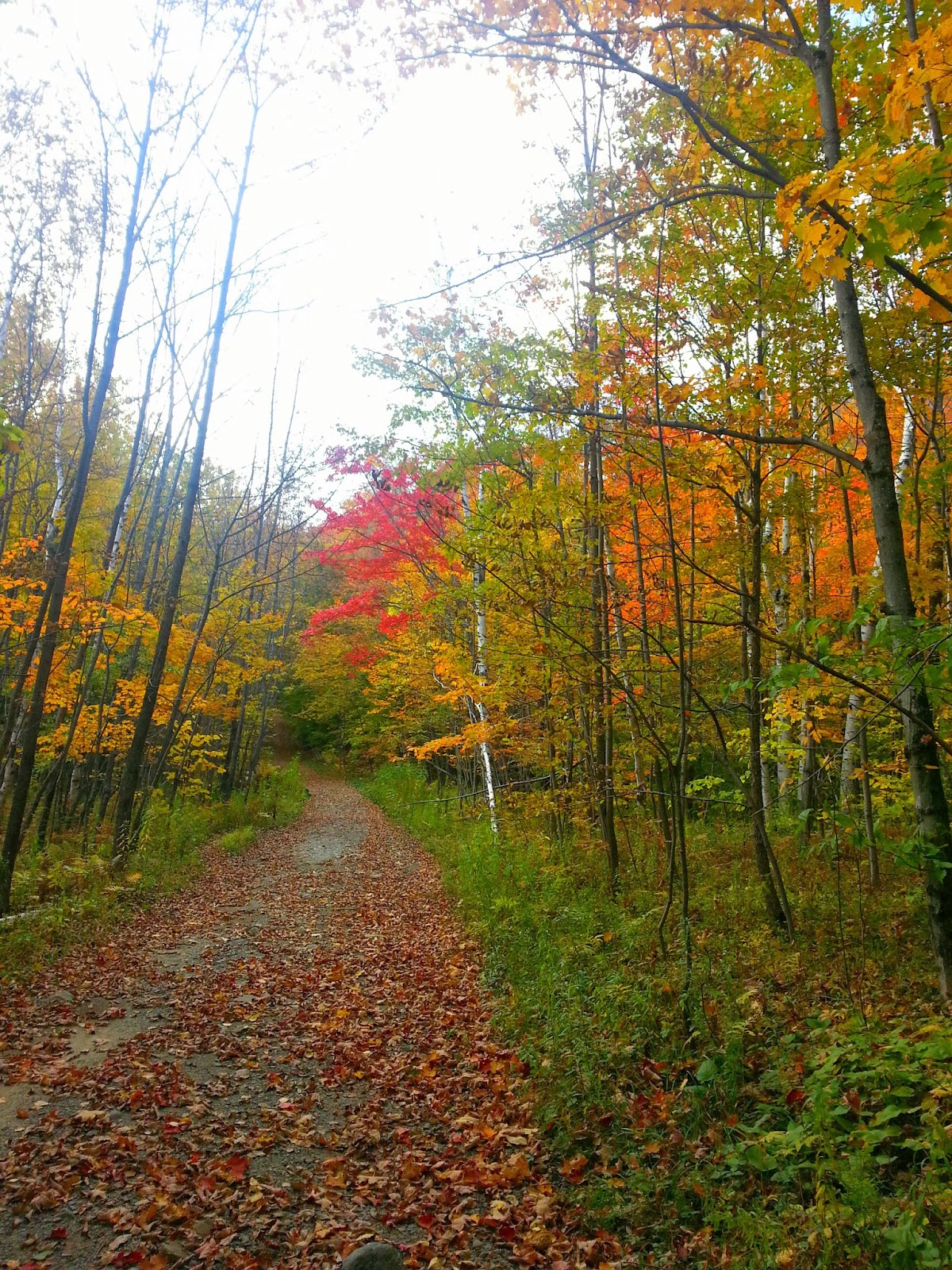 Simply Franee: Black Mountain, Clemons NY