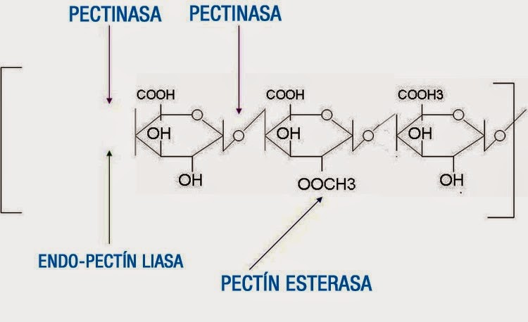 Urbina Vinos Blog: Usos Tecnológicos de las Enzimas Enológicas
