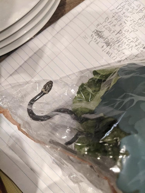Australian Man Finds Snake in Plastic-Wrapped Letuce Bought at a ...