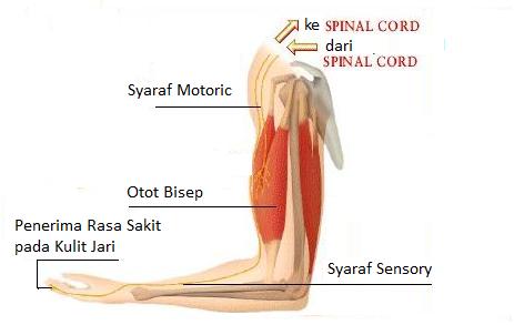 Organ Tubuh Manusia: BAGAIMANA GERAKAN REFLEK BEKERJA