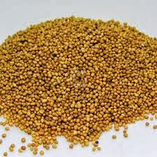 baharatlar: HARDAL TOHUMU