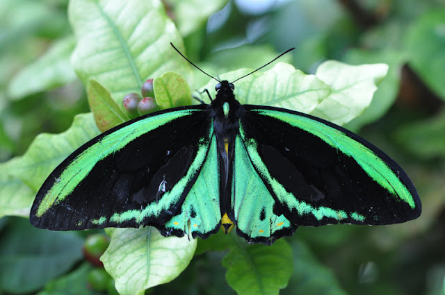 Ornithoptera priamus - The book of earth