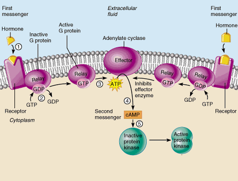 #114 Control of blood glucose - glucagon | Biology Notes for A level