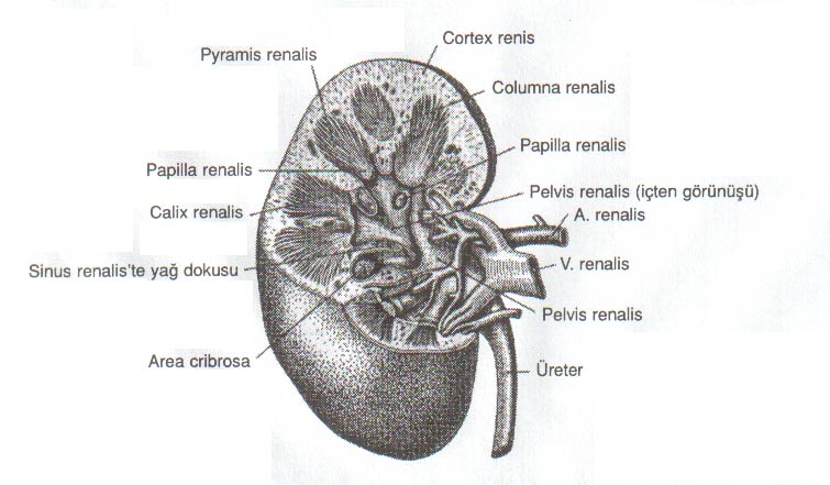 ANATOMİ (İDRAR VE ÜREME SİSTEMİ)