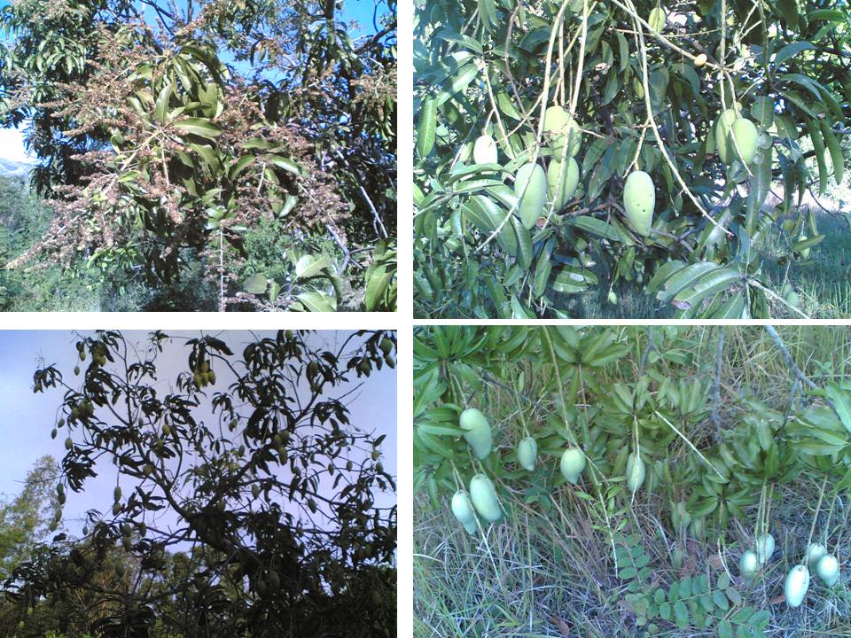 Sustainable Development: Cecid Fly or "Kurikong Manga"