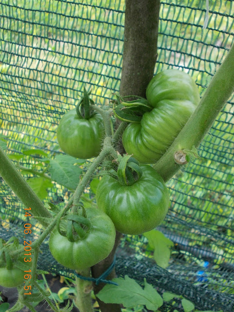 Susie cu ochii negri: Rosii romanesti