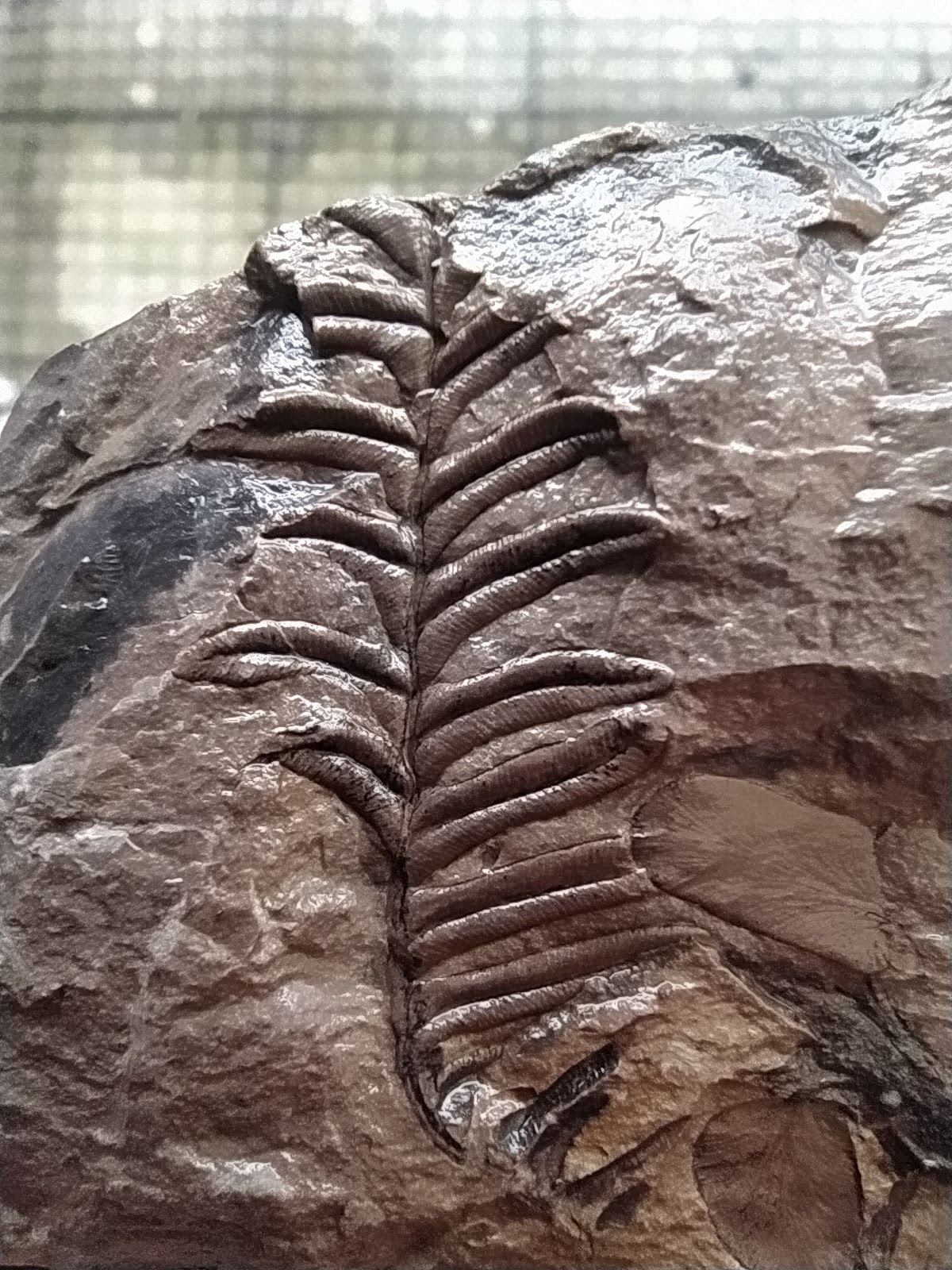 Asociación Mineralógica Aragonito Azul-Área de geología y paleontología ...