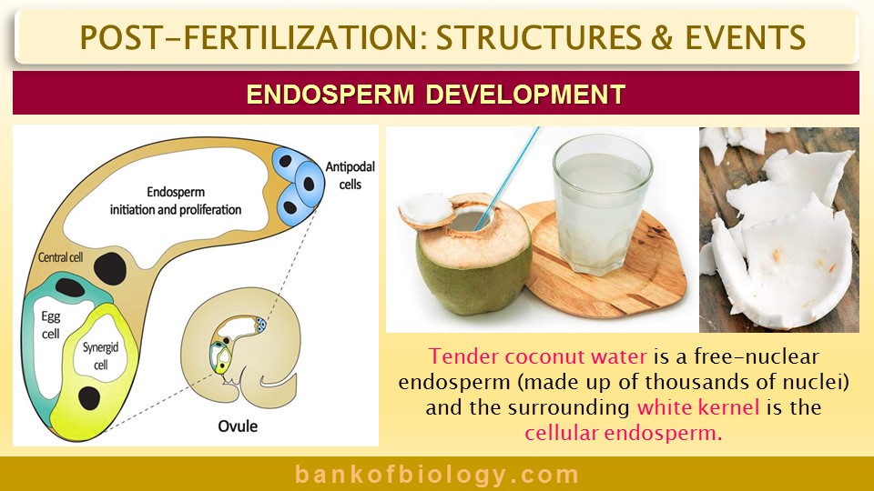 Sexual reproduction in Flowering Plants Part 4 Post fertilization events