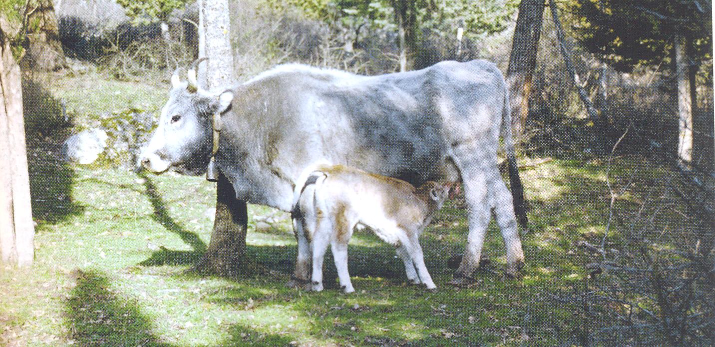El sitio de José Luis Ares: RAZA BOVINA 'PODÓLICA' BASILICATA (ITALIA)