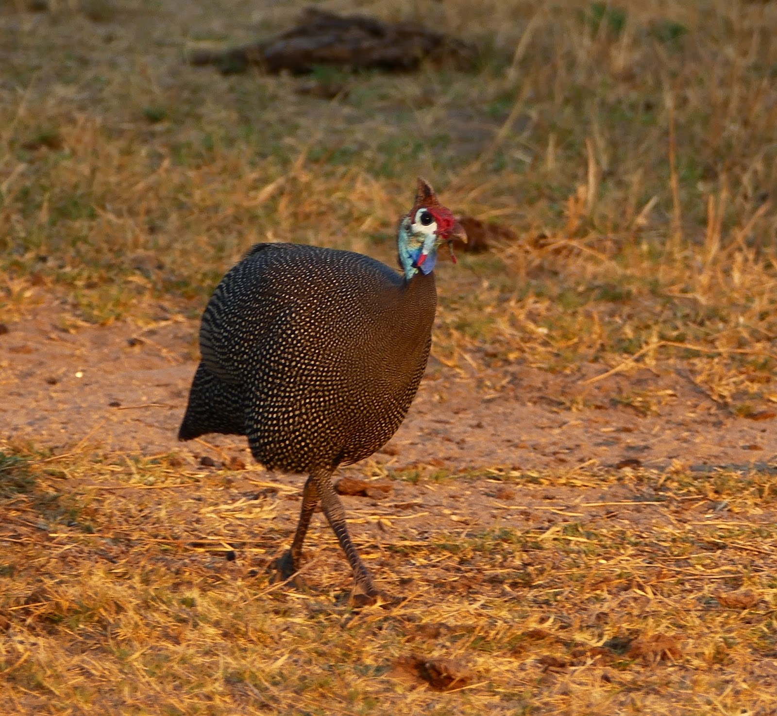 jennybphotolife: Kudu and Nyala at Sunset.
