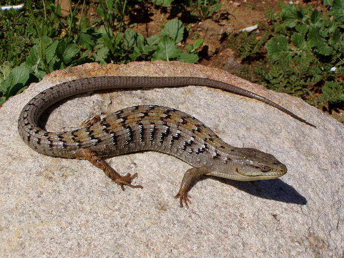 Kona Snorkeling, Fish Watching and Other Adventures: Alligator Lizards ...