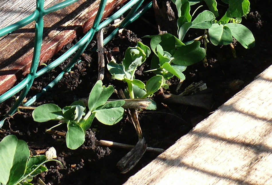 The Food Garden Group Blog: Veggie Patch Basics - 2 (Apr-May)