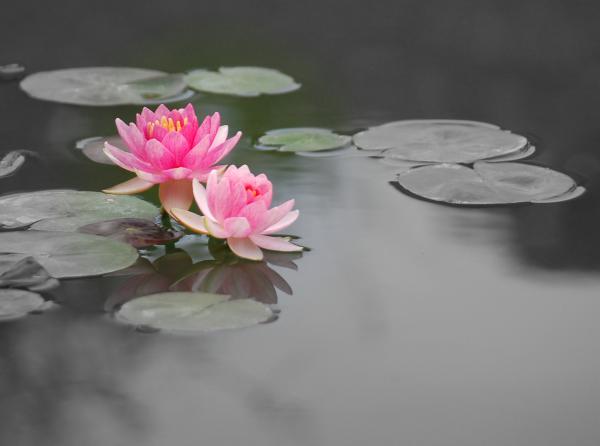 Bits and Pieces: Emphasis and Focal Point Assignment