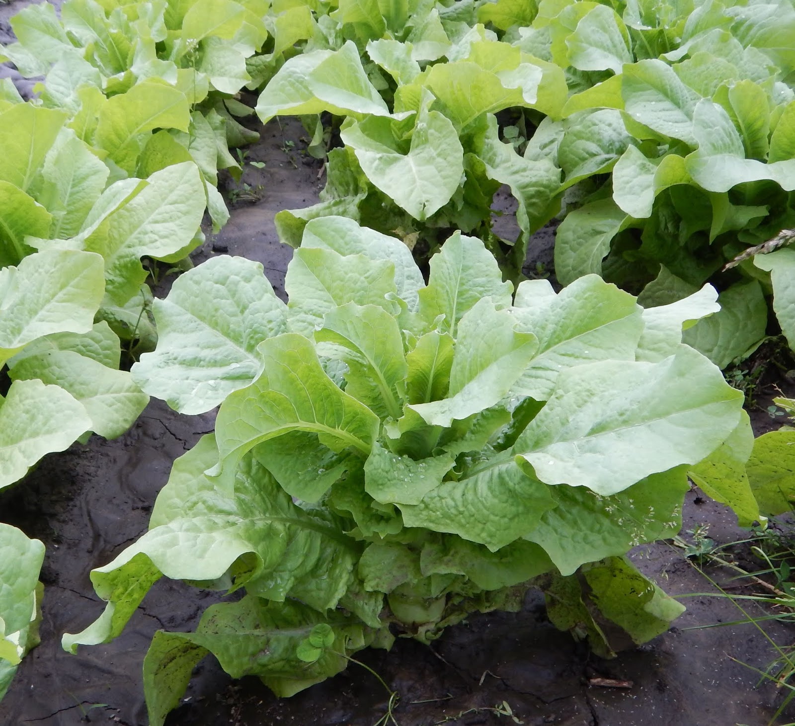Harmony Valley Farm: Kohlrabi & Celtuce: They’re unique, but don’t let ...