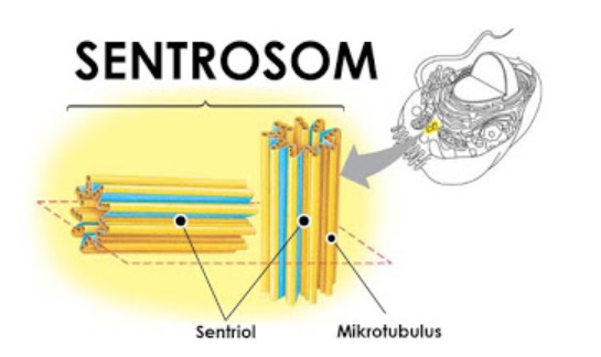 BIOLOGI GONZAGA: REPRO SEL