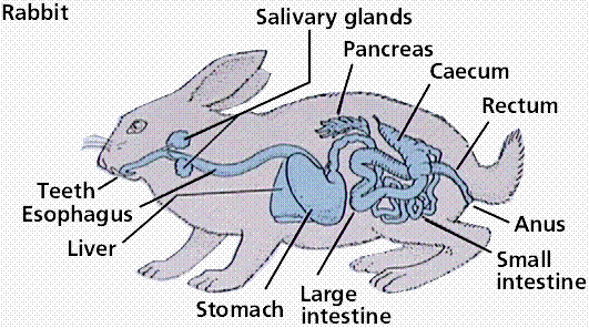The digestive apparatus of animals, Anatomically digestive apparatus in ...