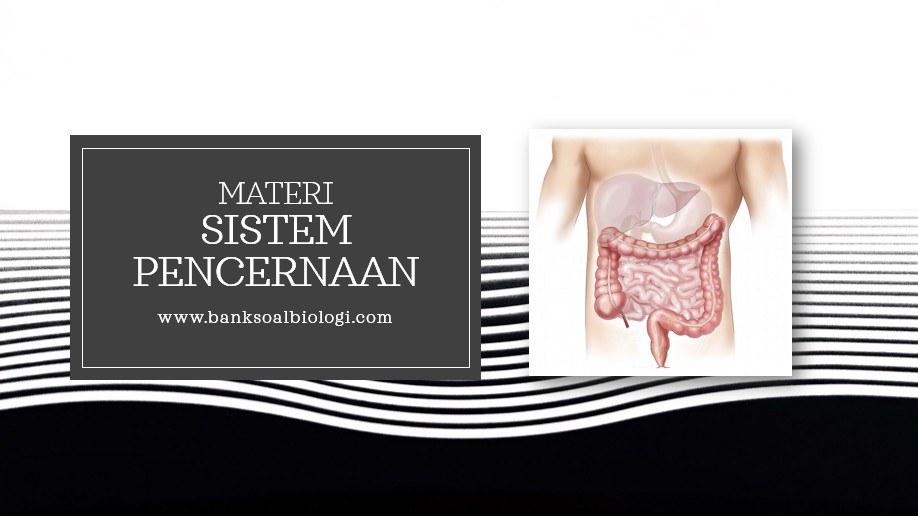 Sistem Pencernaan Makanan Pada Manusia [Organ, Proses, Enzim, dan ...