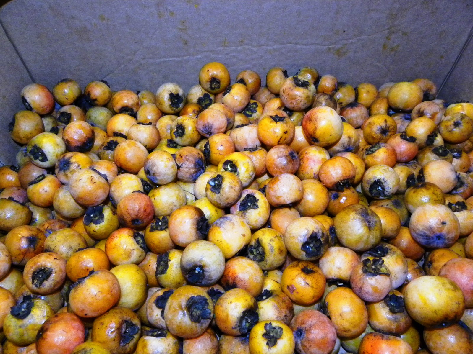 Living From Scratch: Persimmon Paste?