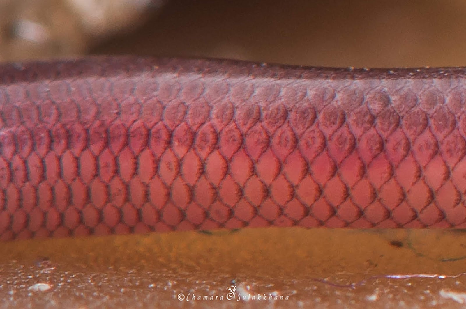 සතුන්ගේ ලෝකය: කණඋල්ලා Blind Snake (Typhlops Sp.)
