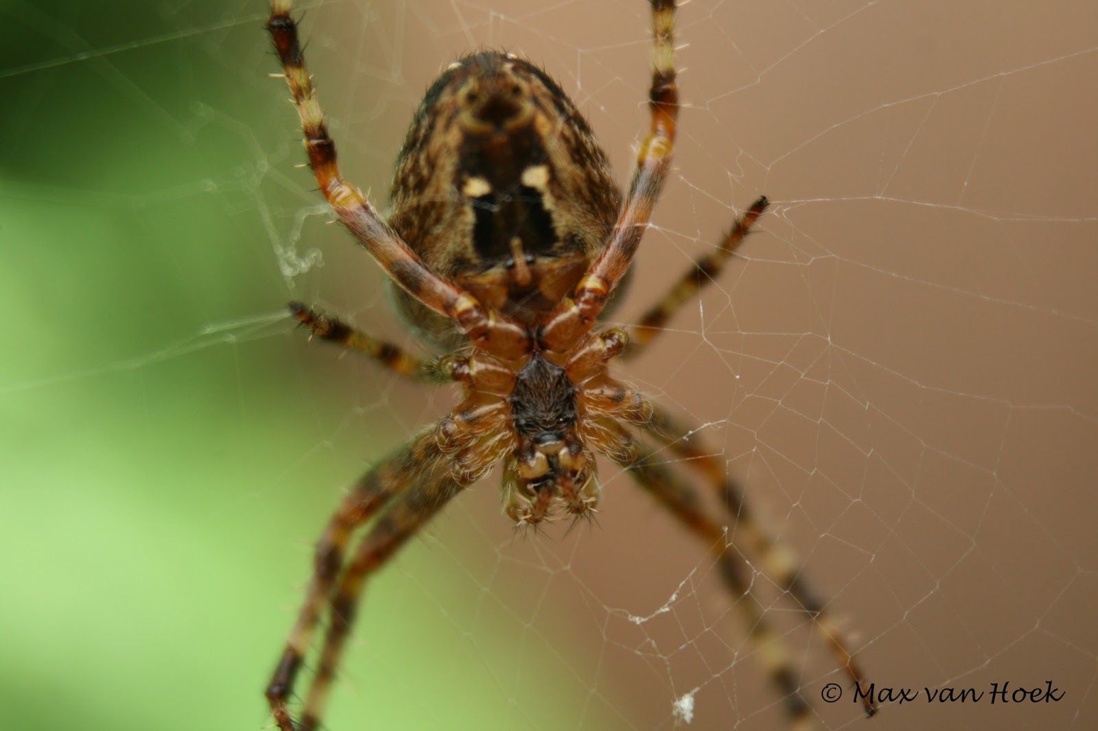 Natuurfotografie - Max - Art: Kruisspin