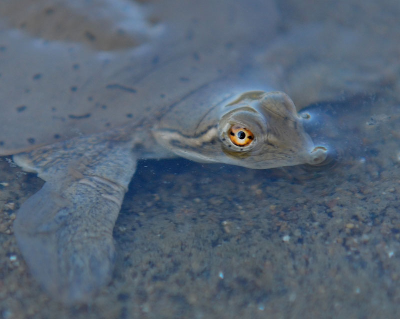 Red and the Peanut: Finally, a Midland Smooth Softshell Turtle (Apalone ...