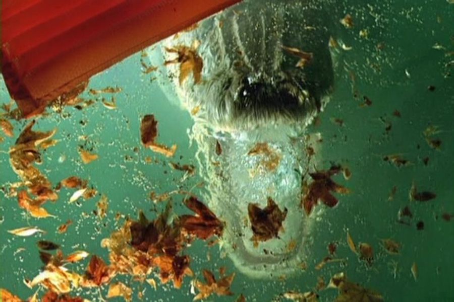 Cult Cinema: Alligator (1980) - Reviewed